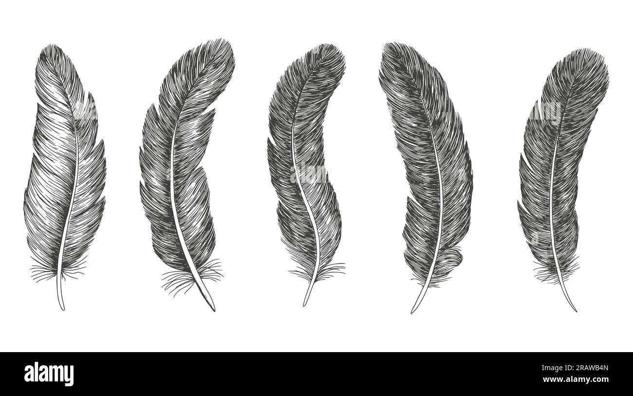 Feather icon set. Hand drawn illustration. Doodle sketch Stock Vector ...