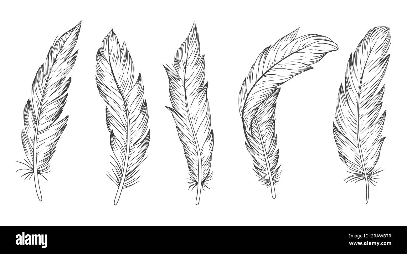 Set of bird feathers. Hand drawn illustration Stock Vector Image & Art ...