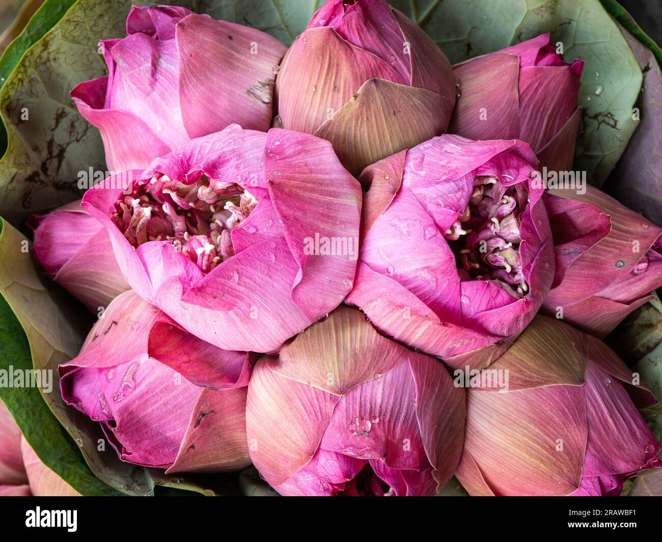 Close-up view of a vibrant bunch of pink Lotus flower buds at the ...