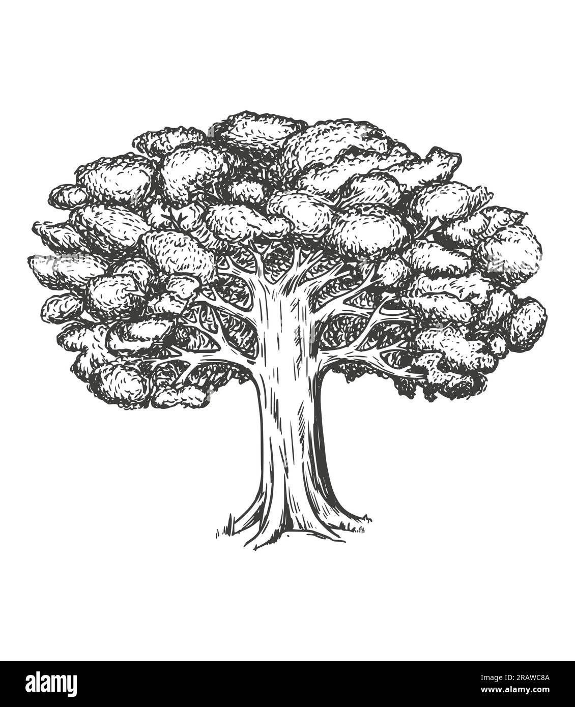 Oak tree with leaves isolated on white background. vector vintage ...