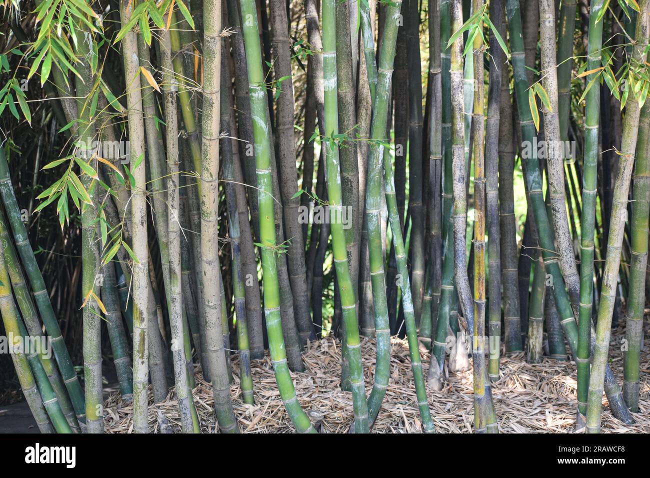 Bamboo Wood in Botanical Garden California Stock Photo - Alamy