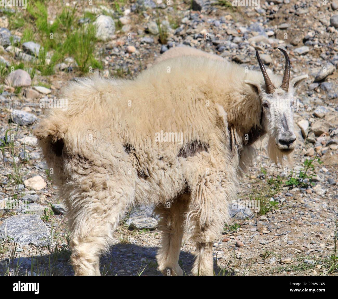 Canadian mountain goat Stock Photo - Alamy