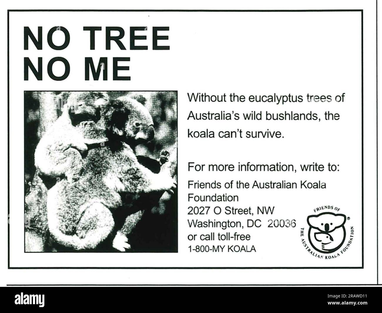 Australian Koala Foundation - No tree no me - save eucalyptus trees ...