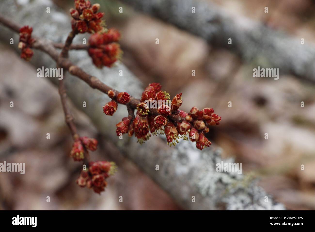 Random Fruits and Plants Stock Photo - Alamy