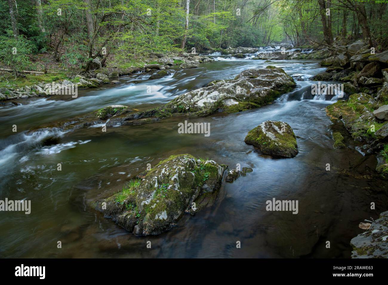 Middle Prong Little River, Great Smoky Mountains National Park, April ...