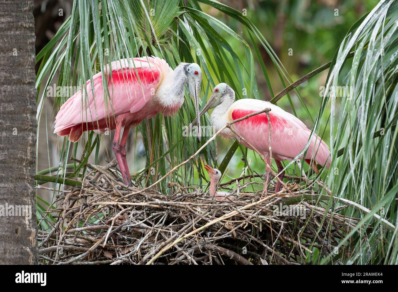 Roseate Spoonbill (Ajaia ajaja) at nest with chicks, late April ...