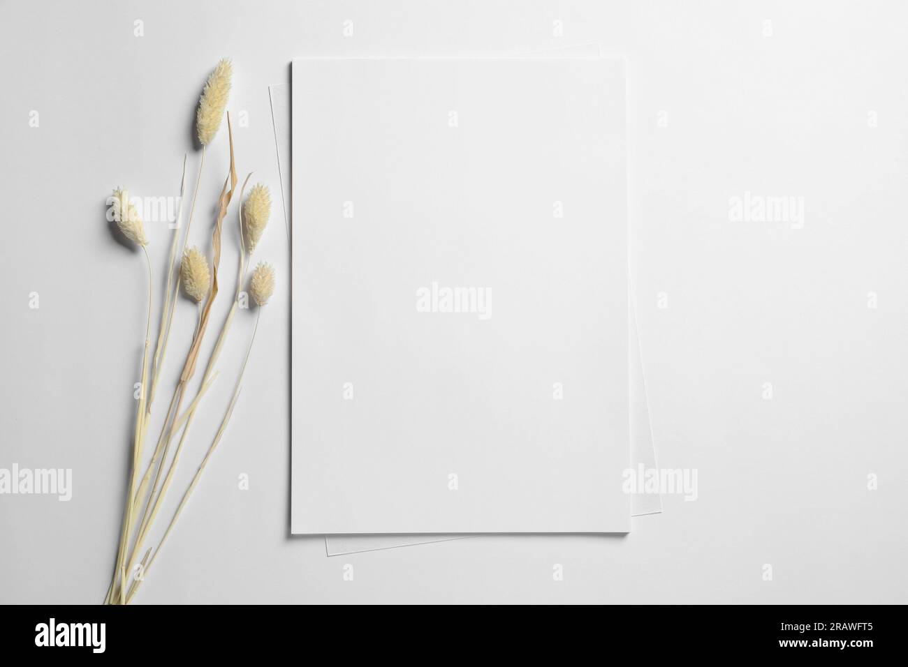 Empty sheet of paper and dry decorative spikes on white background ...