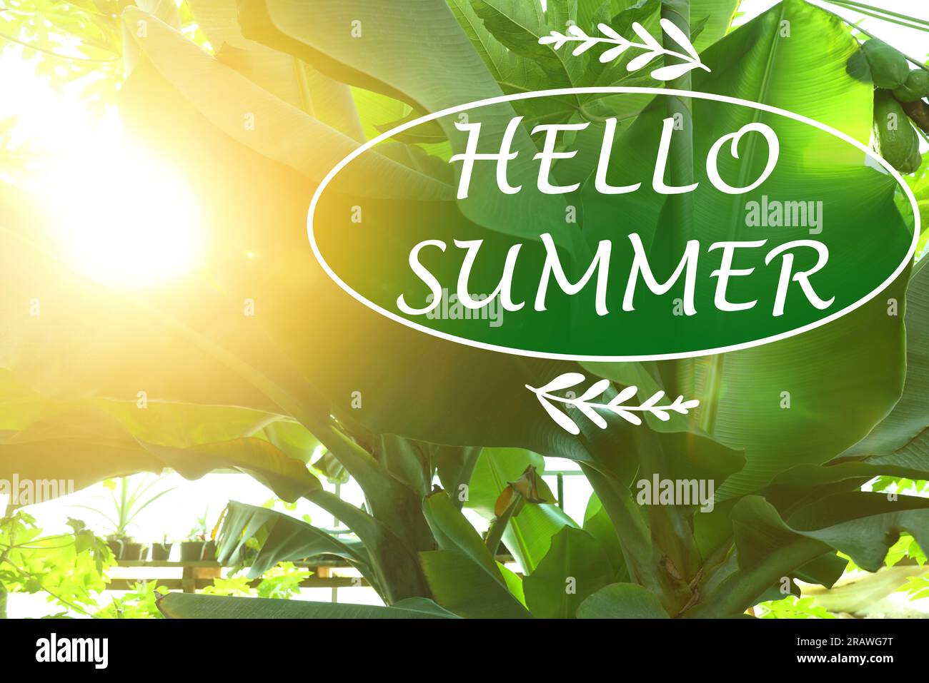 Hello Summer. Sun shining through green leaves of banana tree Stock ...