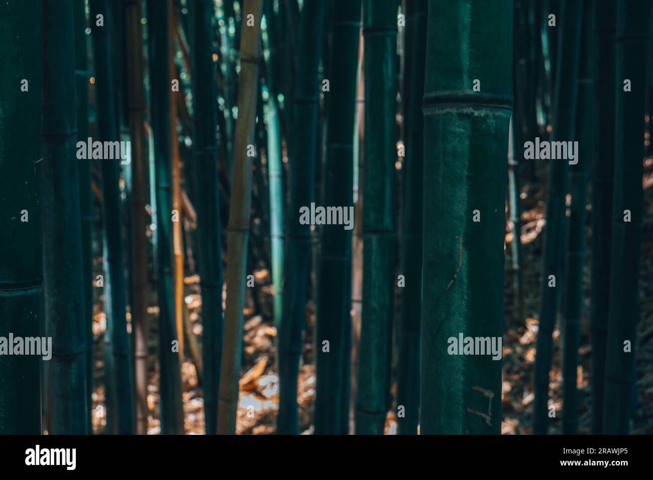 The bamboo trunks create the green texture of the bamboo forest Stock ...