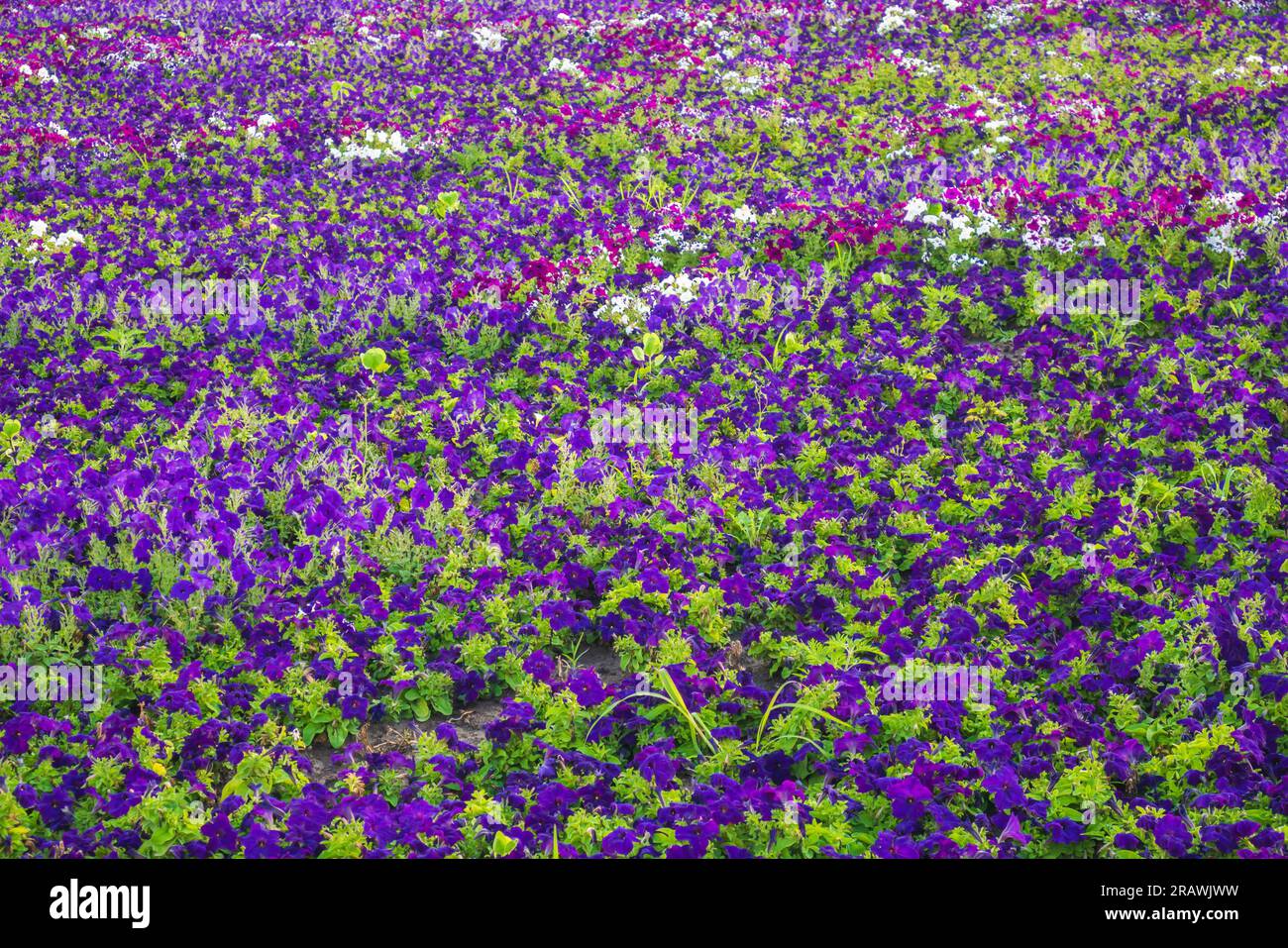 Huge amounts of purple flowers. Thousands of violets in one place Stock ...