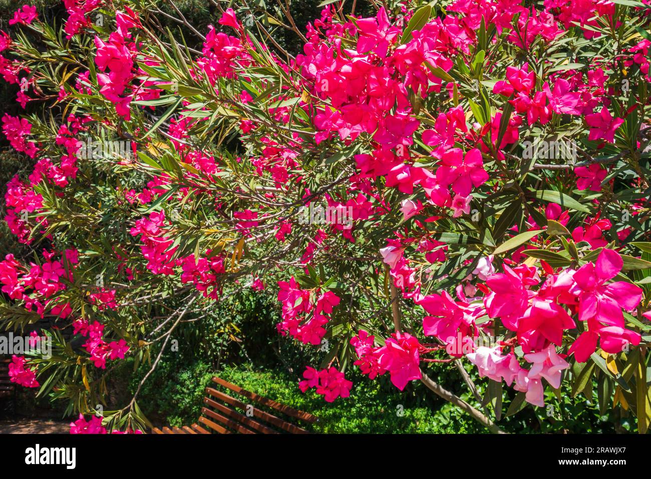 Pink flower hedge background image Stock Photo - Alamy