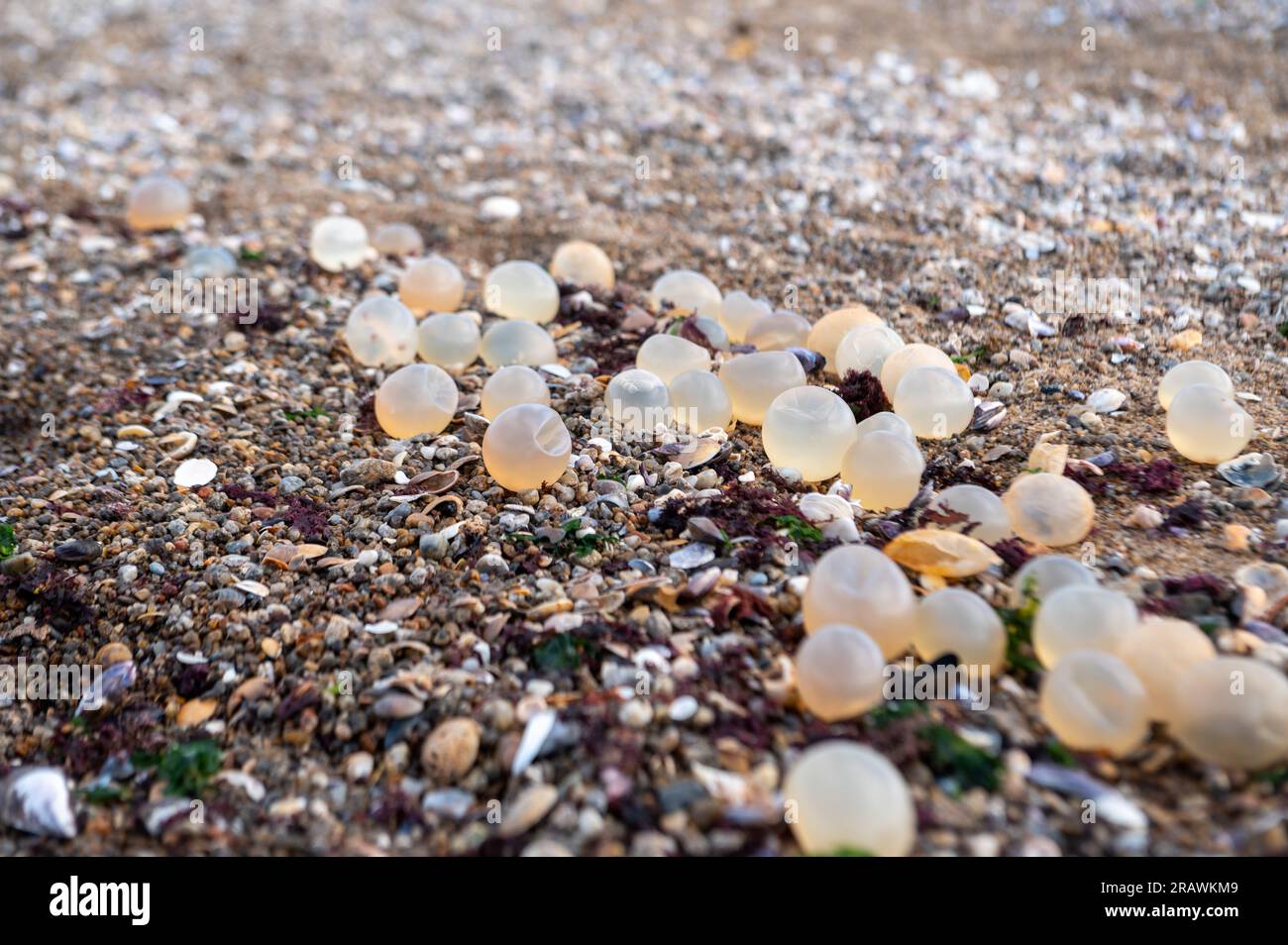 Fish eggs in the Lighthouse of the city of La Paloma in Rocha in ...