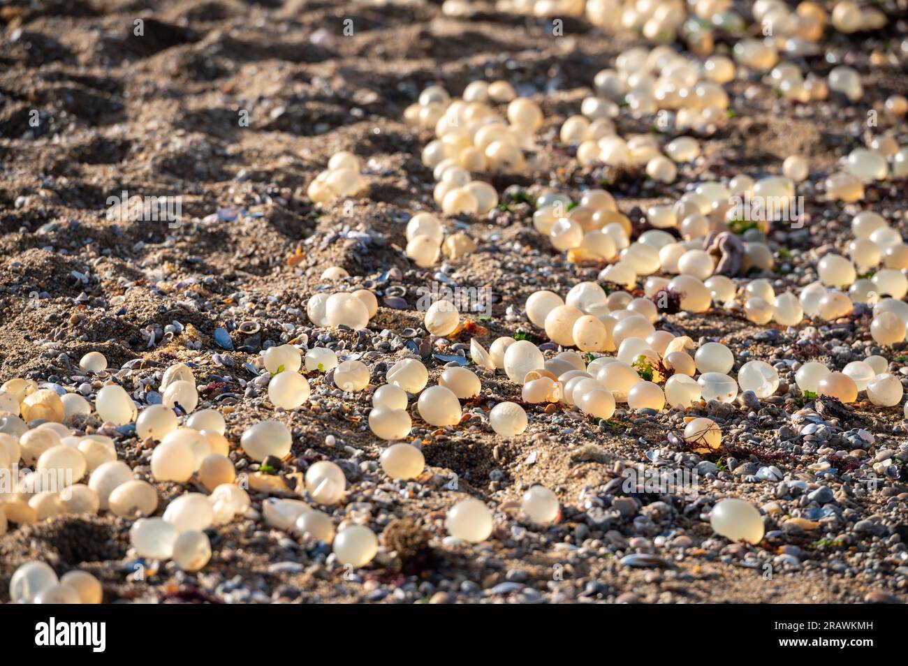 Paloma fish hi-res stock photography and images - Alamy
