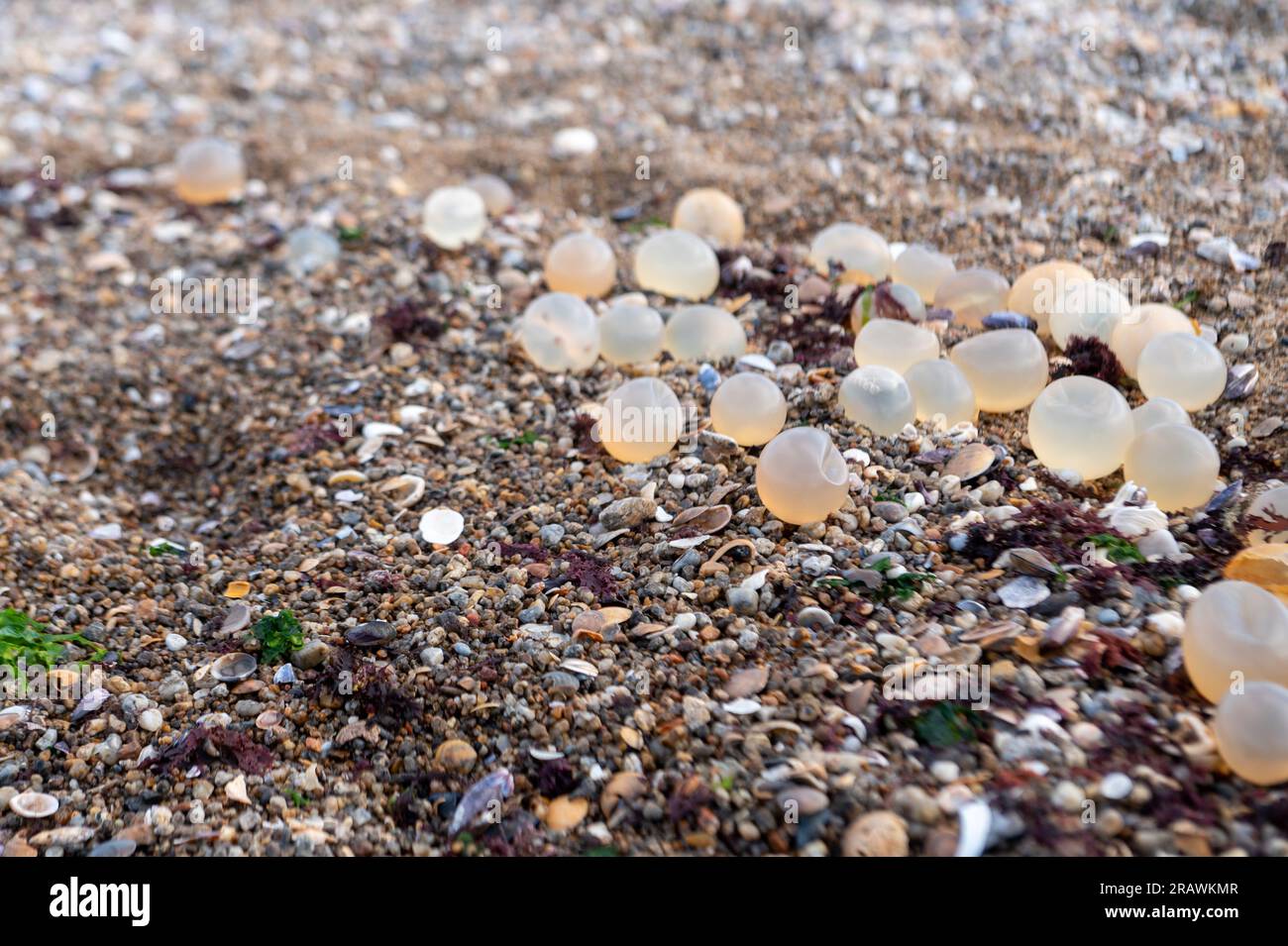 Fish eggs in the Lighthouse of the city of La Paloma in Rocha in ...