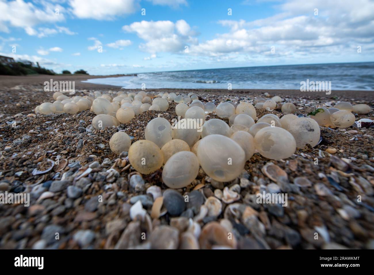 Fish eggs in the Lighthouse of the city of La Paloma in Rocha in ...