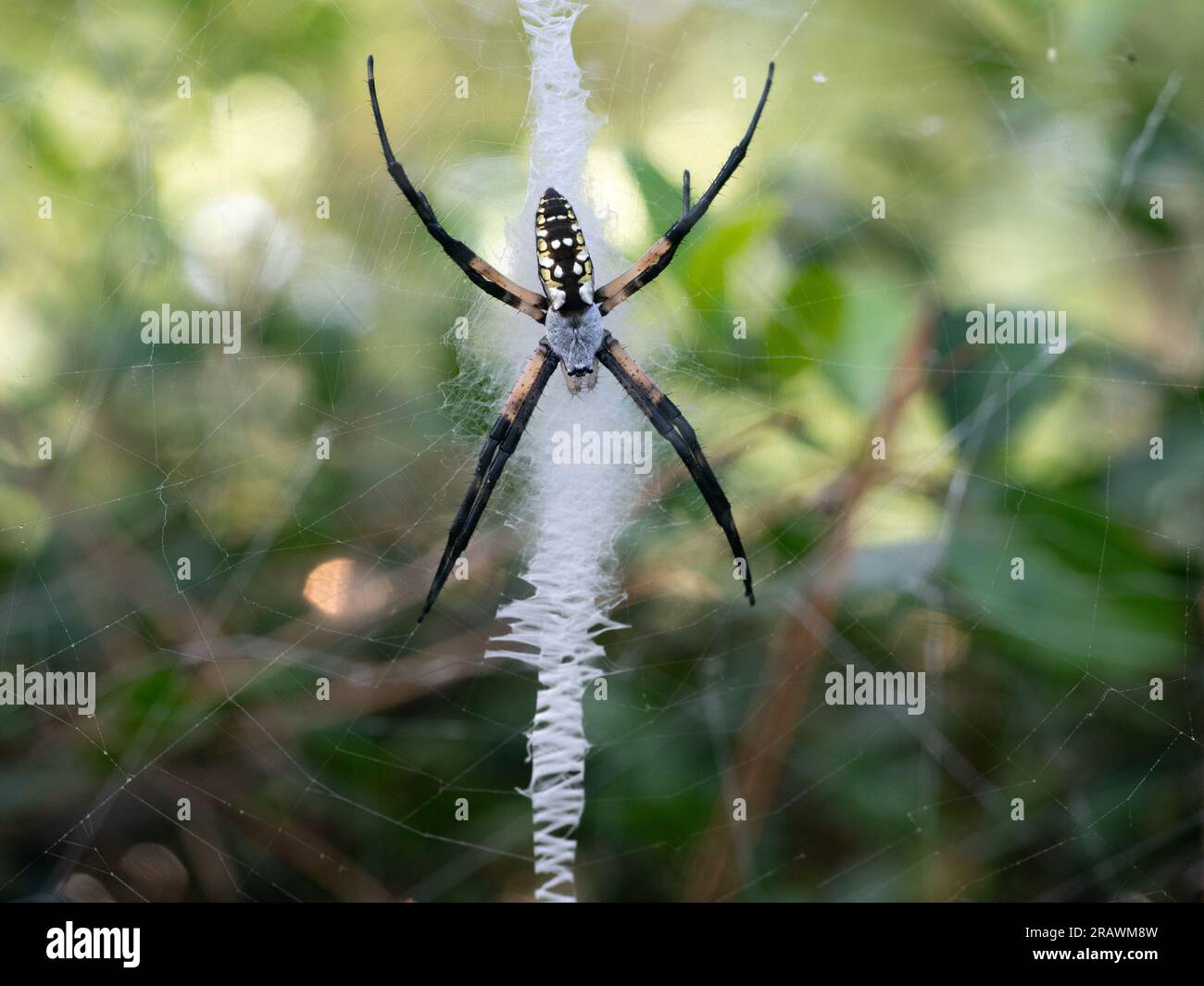 Black and yellow corn spider hi-res stock photography and images - Alamy