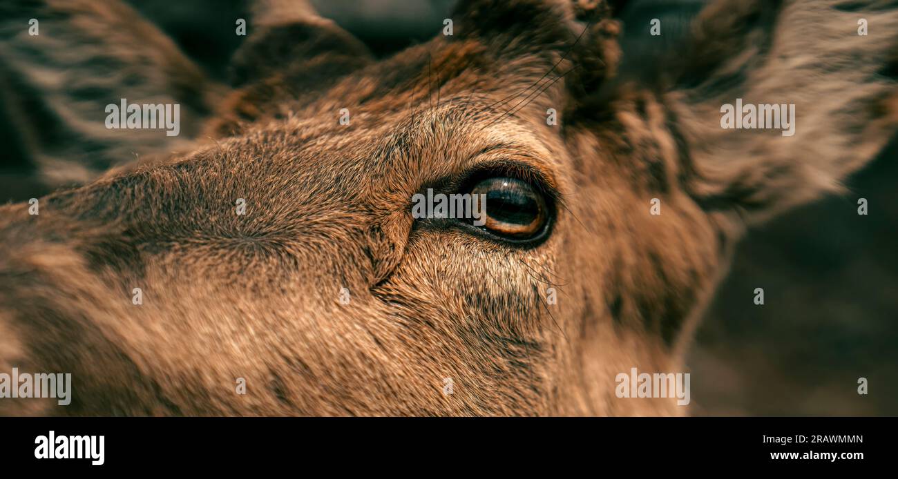 Deers eyes hi-res stock photography and images - Alamy