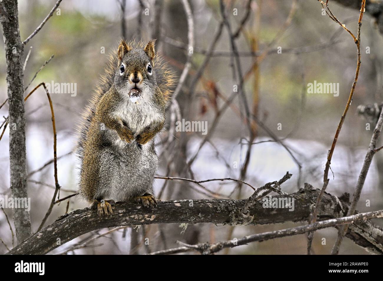 A front view of a startled Red Squirrel " Tamiasciurus hudsonicus ...