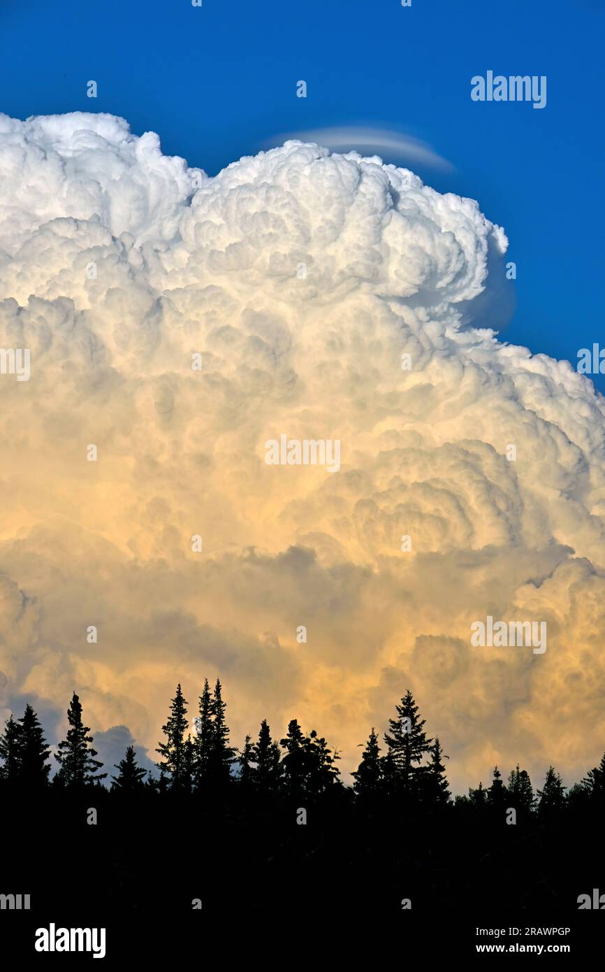 A vertical image of a huge white thunder cloud against a blue sky in ...