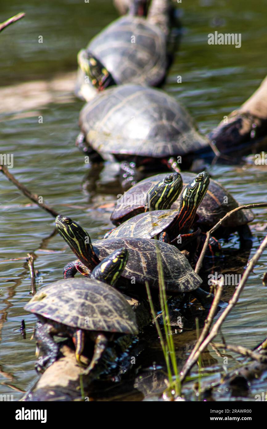 Turtle family hi-res stock photography and images - Alamy