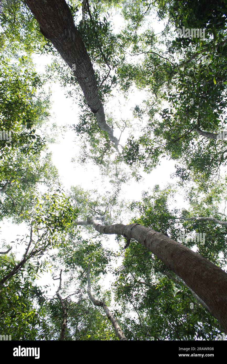 Tree Top View Stock Photo - Alamy