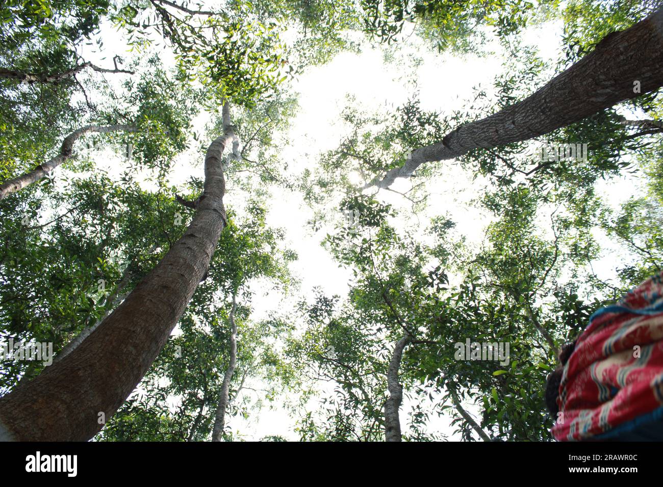 Tree Top View Stock Photo - Alamy