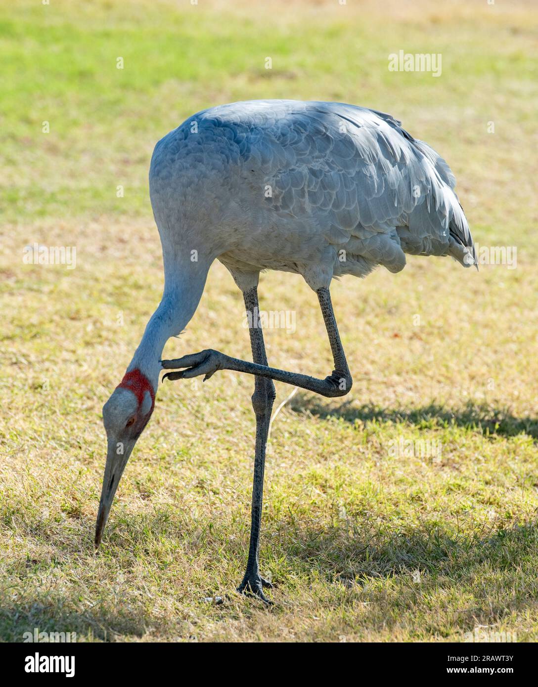 Brolga queensland australia hi-res stock photography and images - Alamy