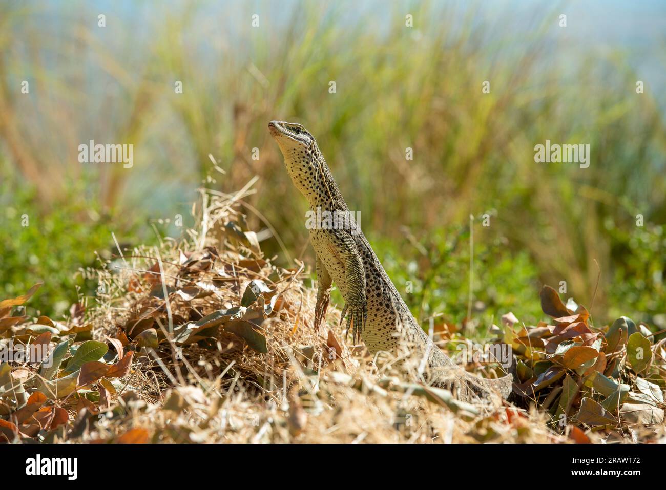 A sand goanna in far north Queensland, Australia Stock Photo - Alamy