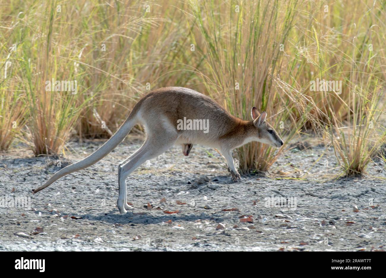 Female agile wallaby with a joey in far north Queensland,Australia ...