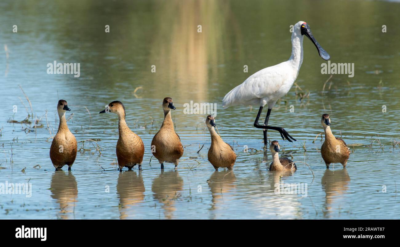 Whistler ducks and a royal spoonbill on a lagoon in far north ...