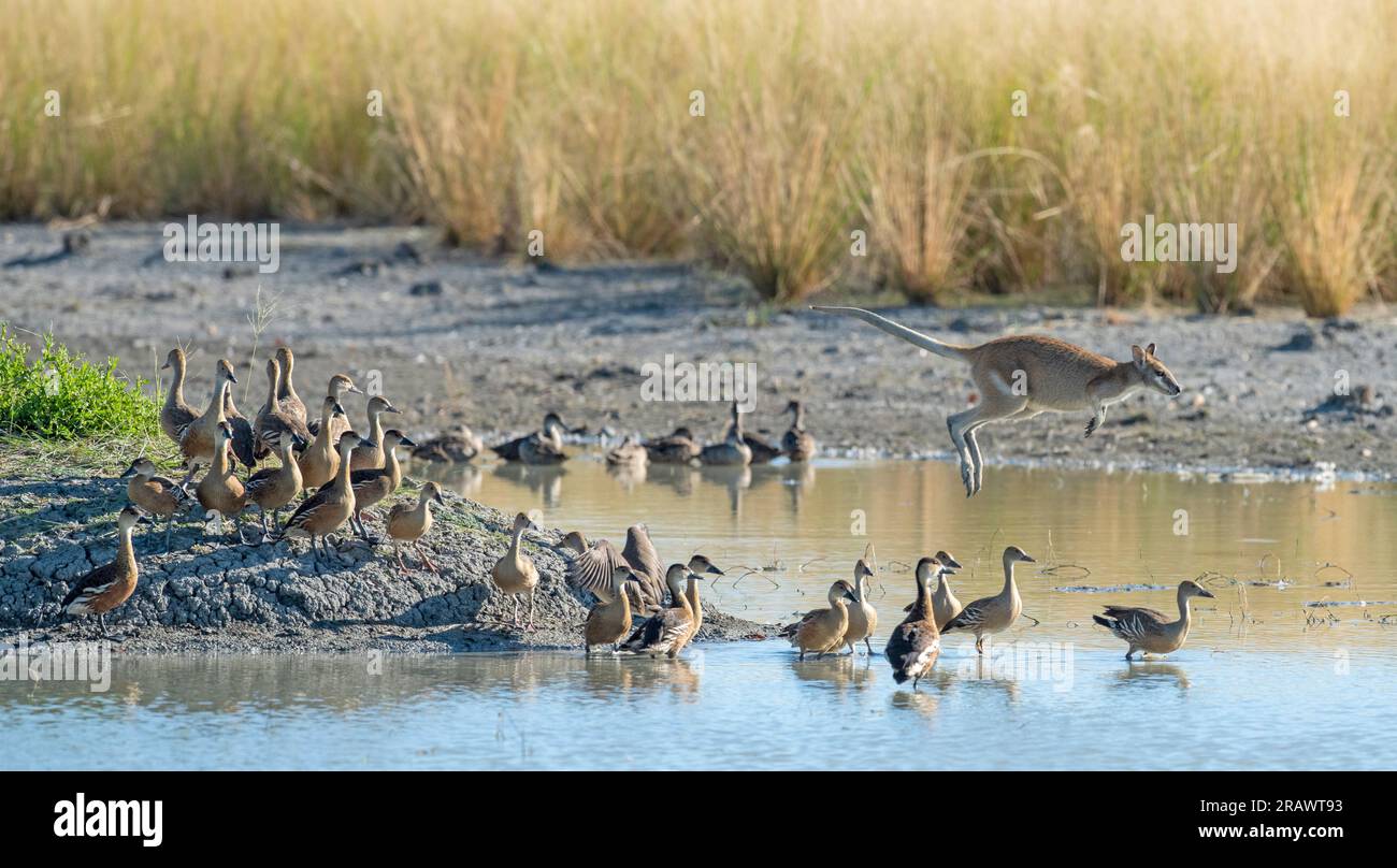 Whistler ducks and a Agile wallaby on a lagoon in far north Queensland ...
