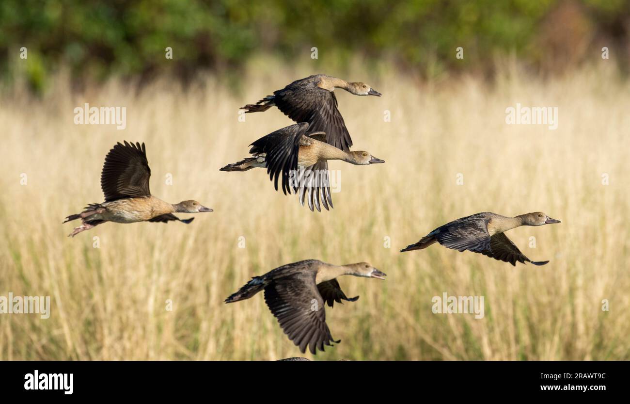 Whistler ducks in flight over a lagoon in far north Queensland ...
