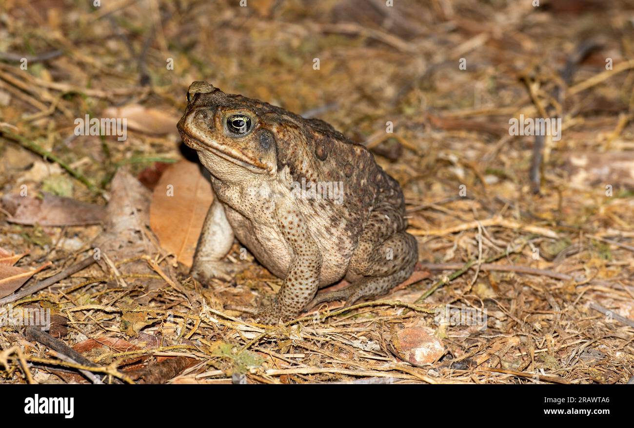 A deadly cane toad in far north Queensland, Australia Stock Photo - Alamy
