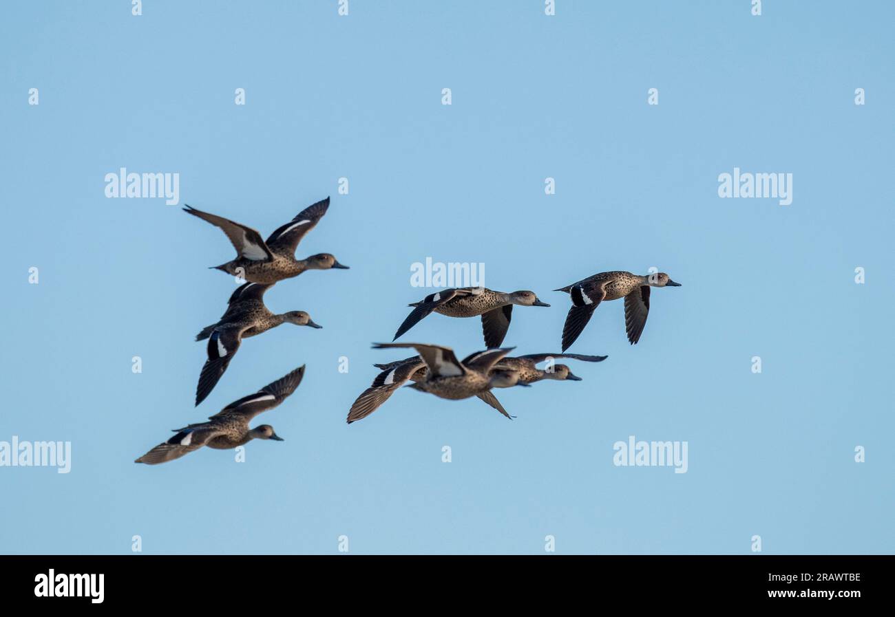 Whistler ducks in flight in outback Queensland,Australia Stock Photo ...