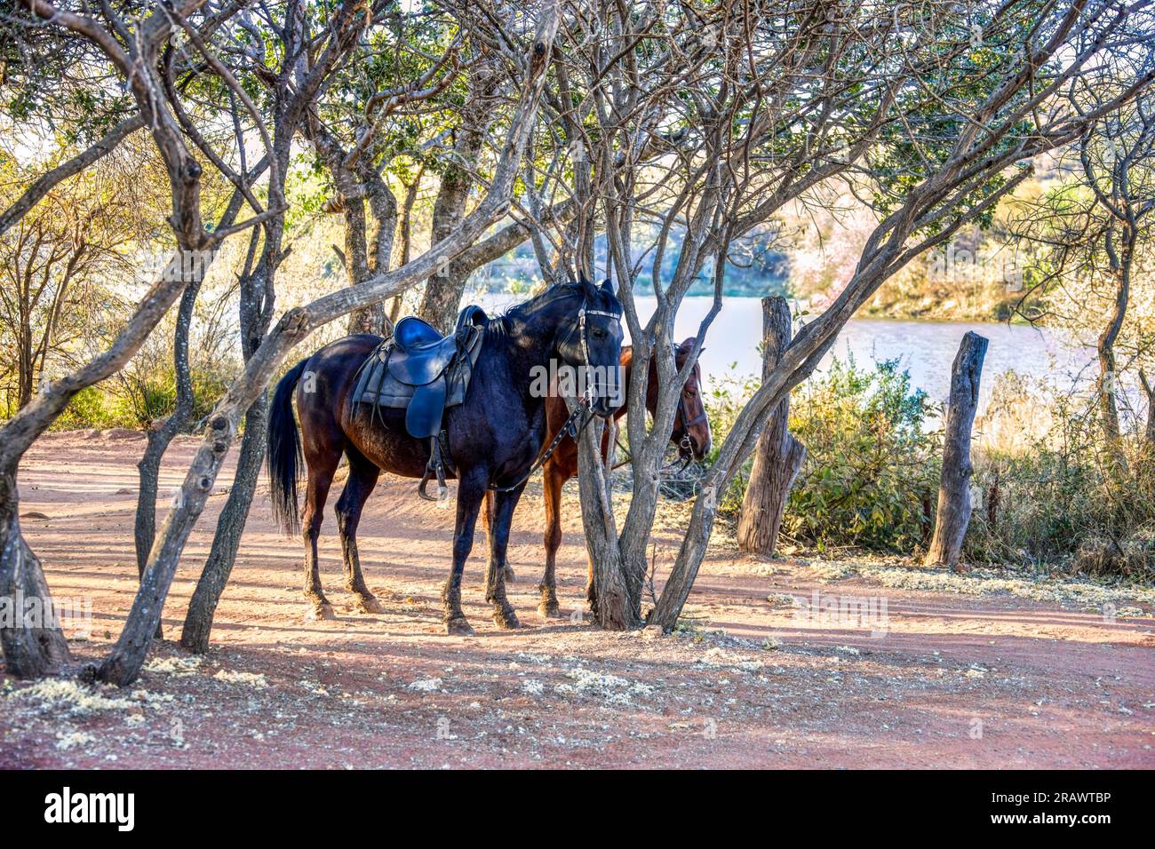 Saddle tree hi-res stock photography and images - Alamy