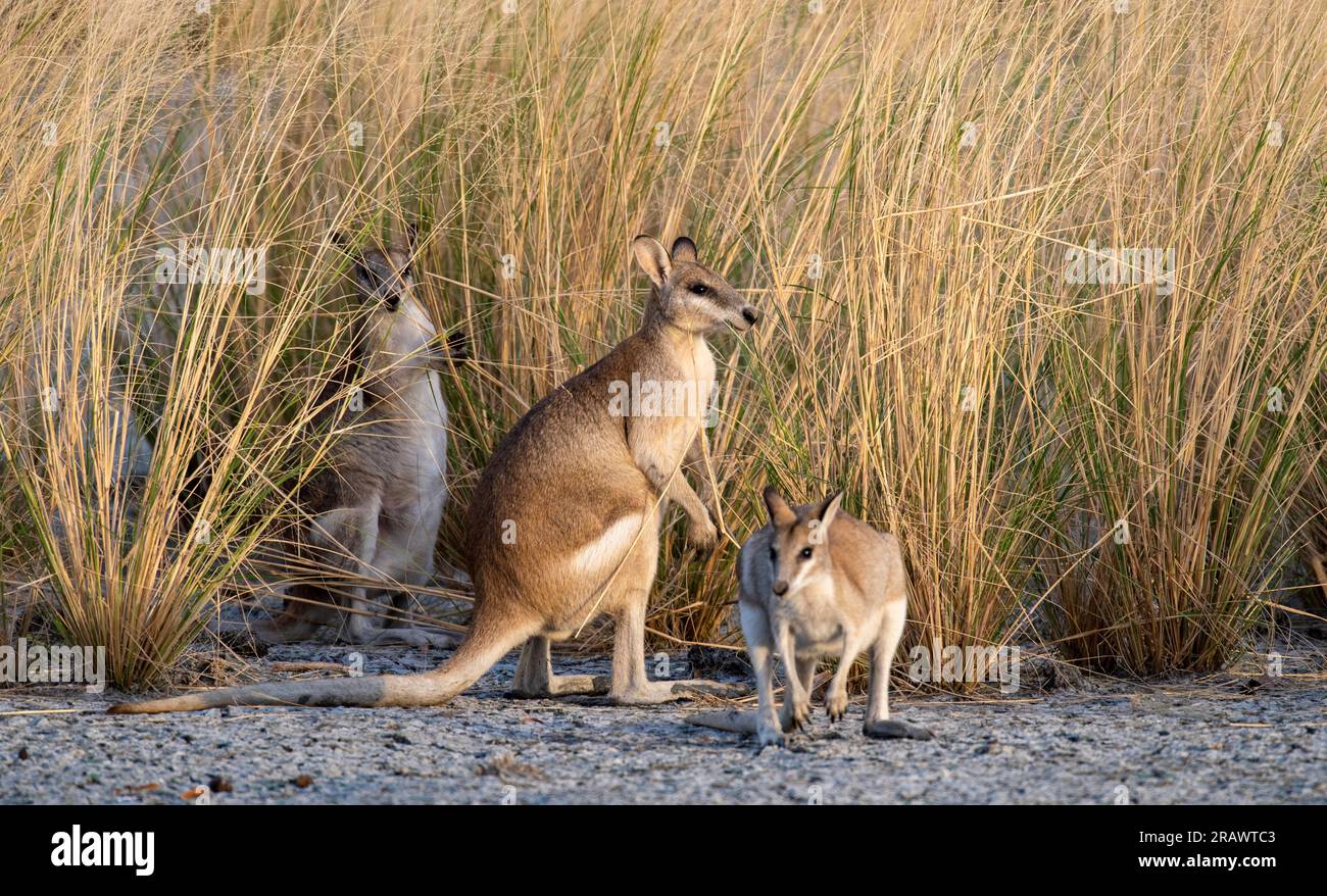 Agile wallabies in outback northern Queensland,Australia Stock Photo ...
