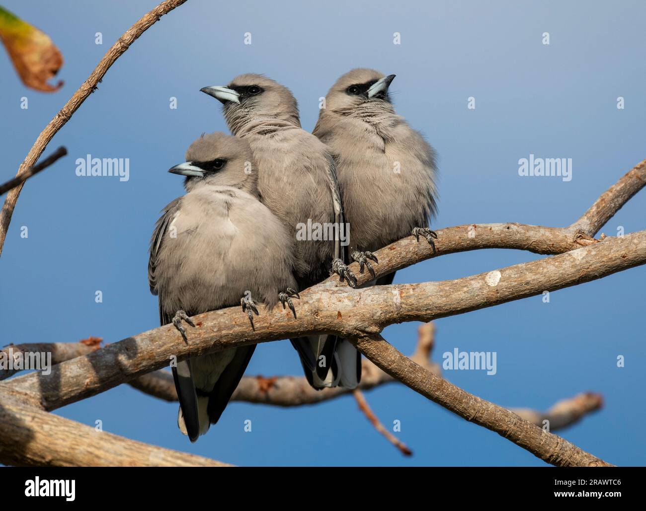 white bellied cuckoo shrike Stock Photo - Alamy