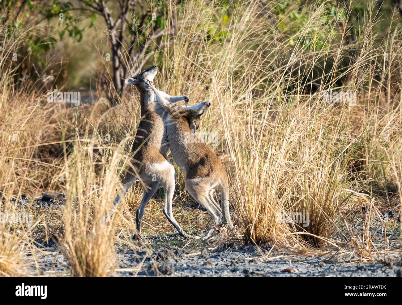 Agile wallabies fighting near a lagoon in far north Queensland ...