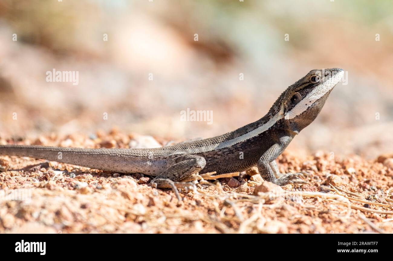 North eastern queensland hi-res stock photography and images - Alamy