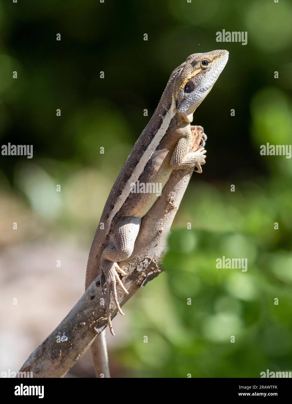 eastern two-line dragon lizard reptile north queensland Stock Photo - Alamy