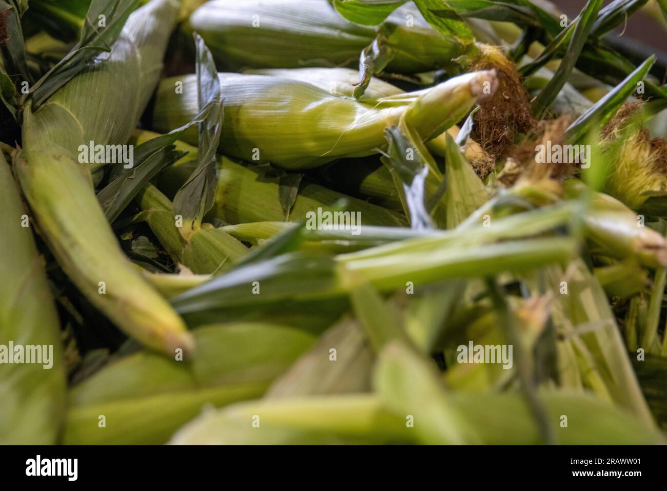 Ear husks hi-res stock photography and images - Alamy