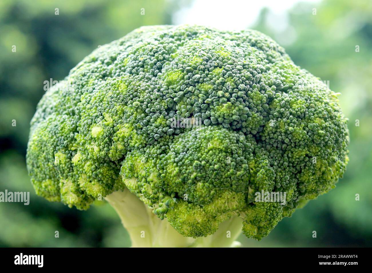 Fresh broccoli with blurred trees as background Stock Photo - Alamy