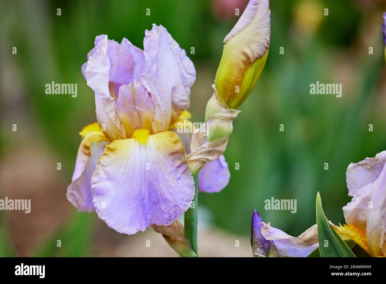 Blue and gold iris flower hi-res stock photography and images - Alamy