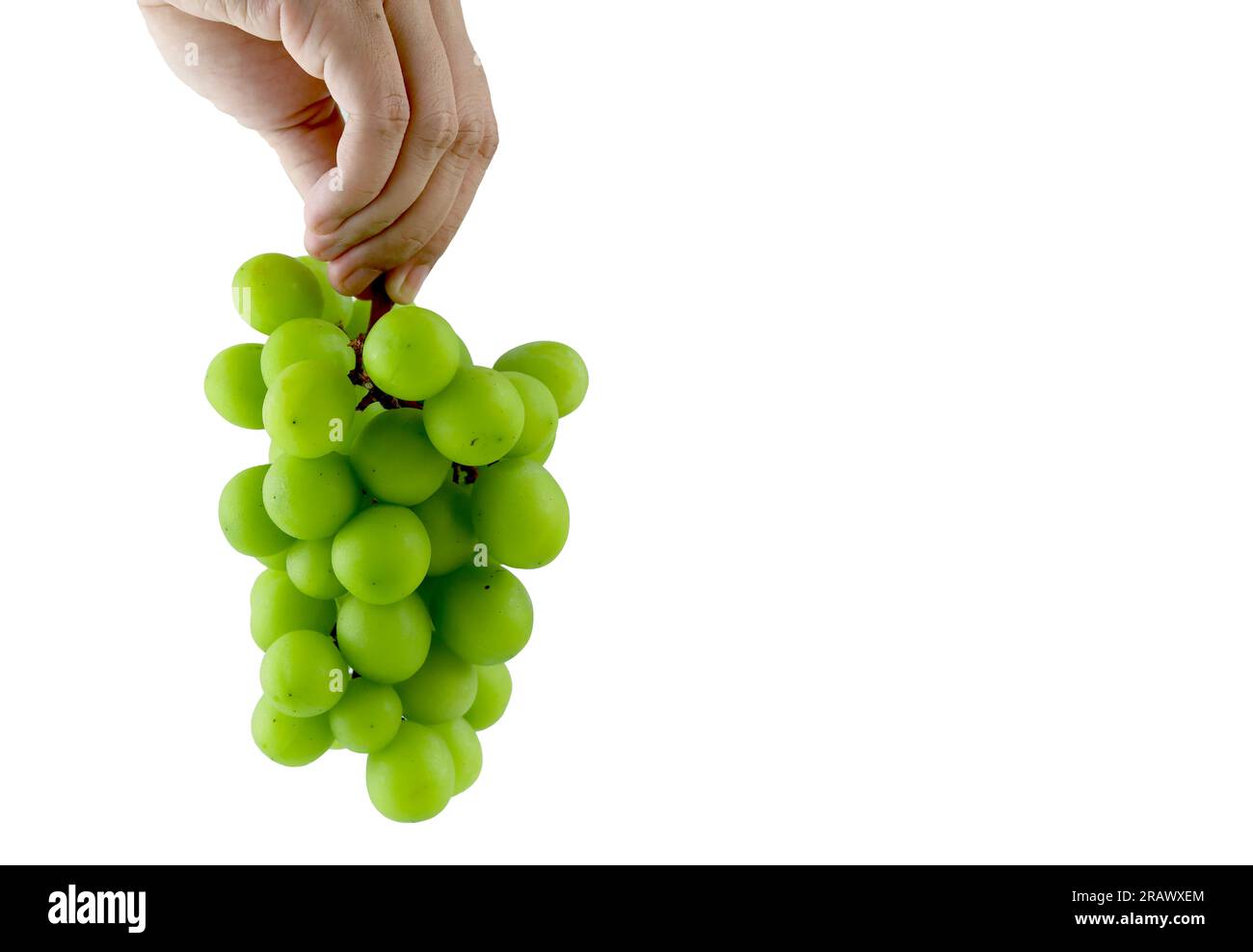 Woman hand holding a bunch of Shine Muscat grapes isolated on white background Stock Photo - Alamy