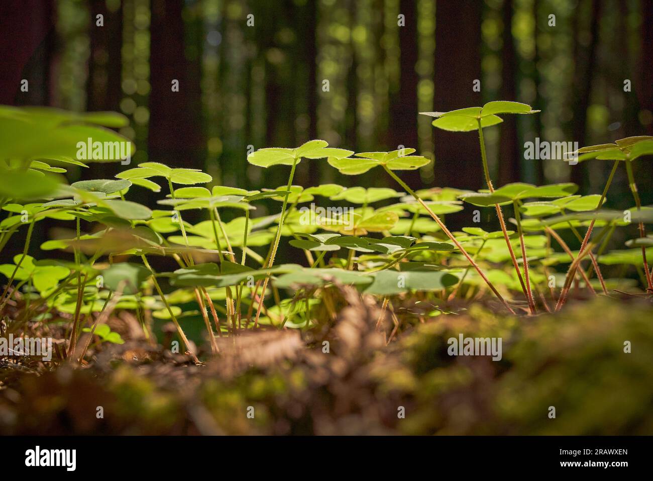 Redwood sorrel on forest floor at Armstrong Redwoods State Natural ...