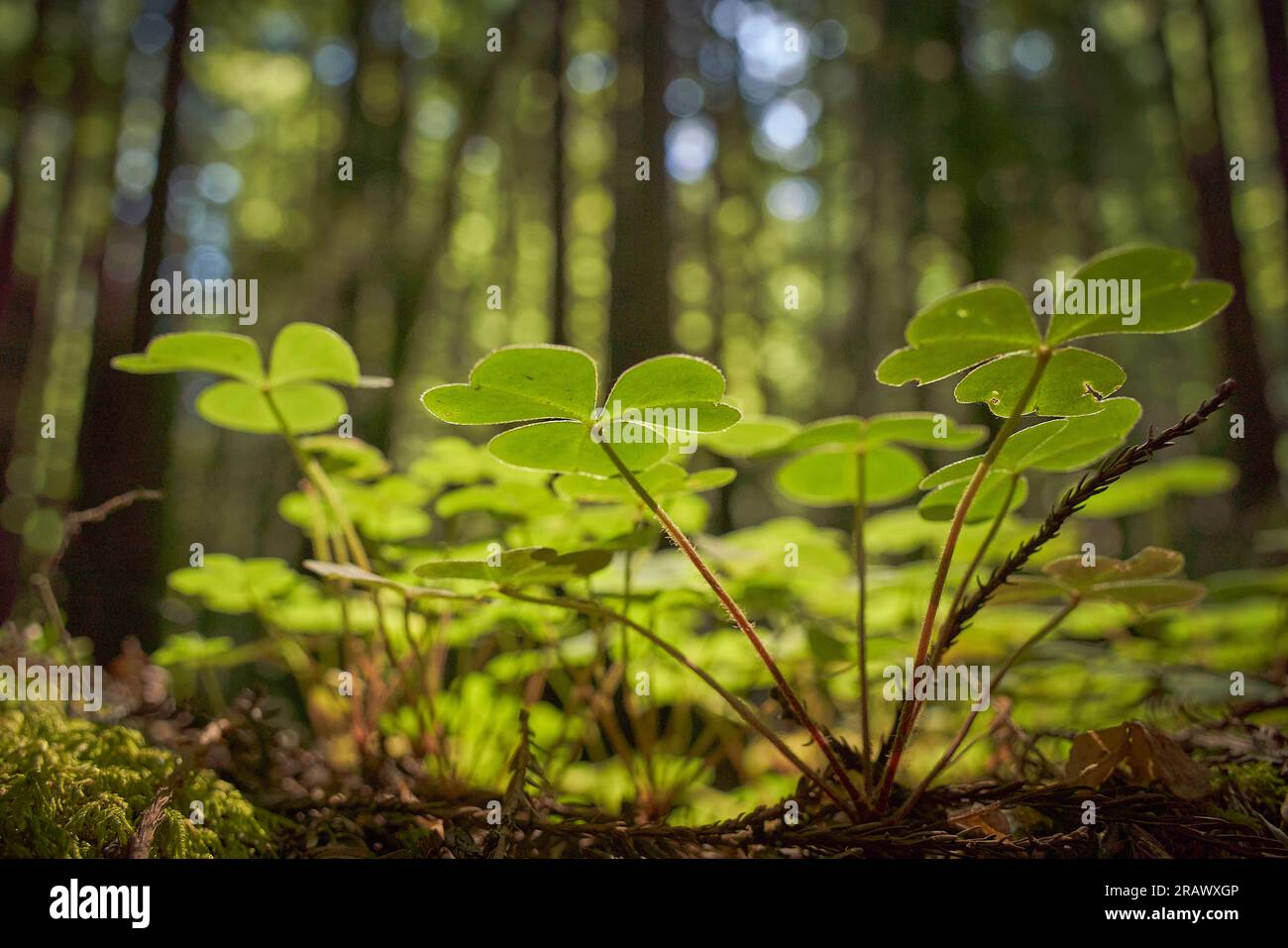 Redwood sorrel on forest floor at Armstrong Redwoods State Natural ...