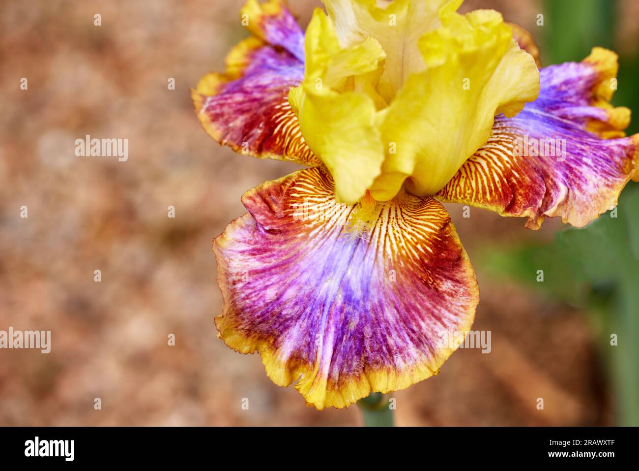 Close up of a Tall Purple and Yellow Iris Flower with Shallow depth of ...