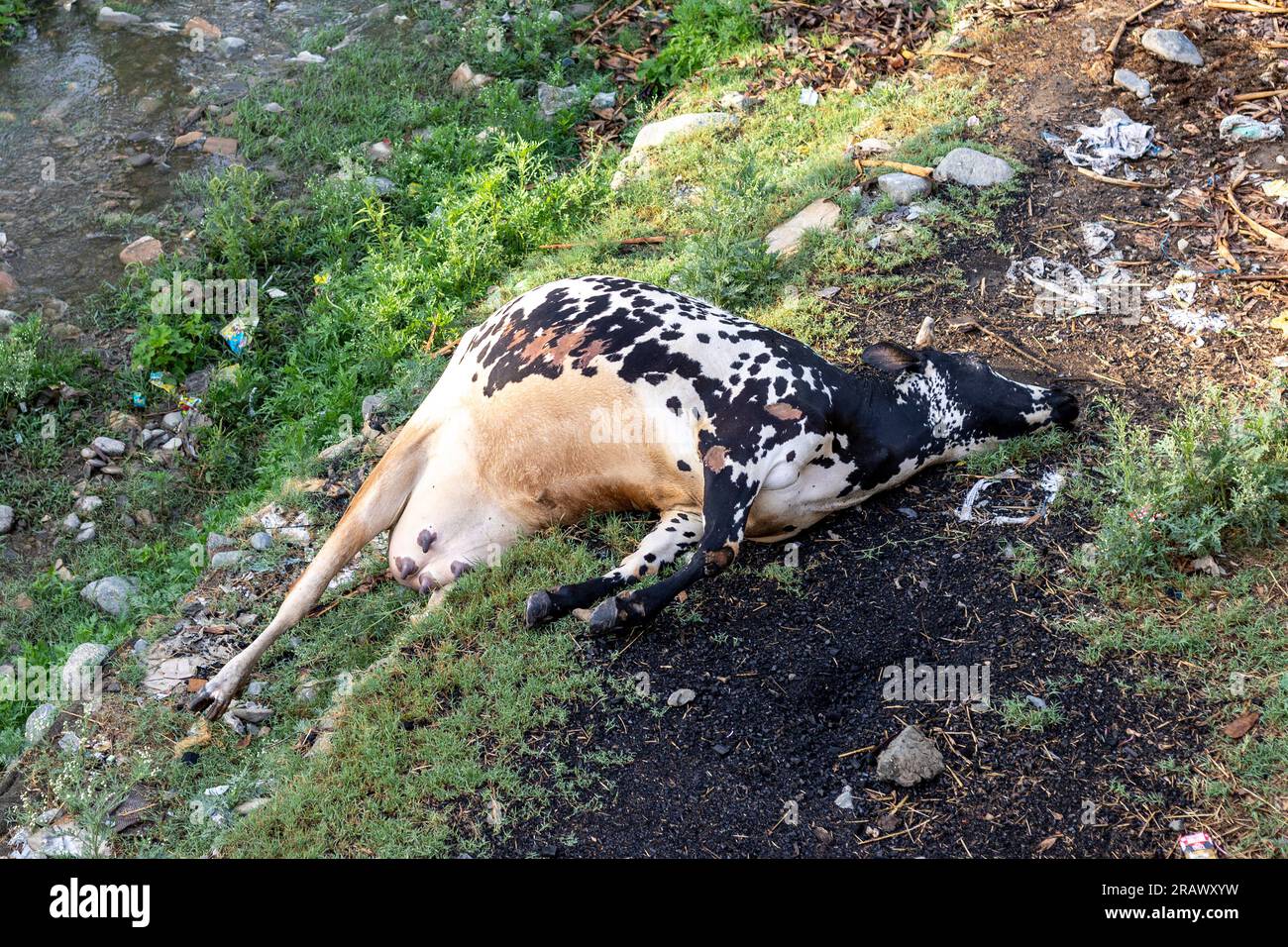 Black white cow on ground hi-res stock photography and images - Alamy Black white cow on ground hi-res stock photography and images - Alamy