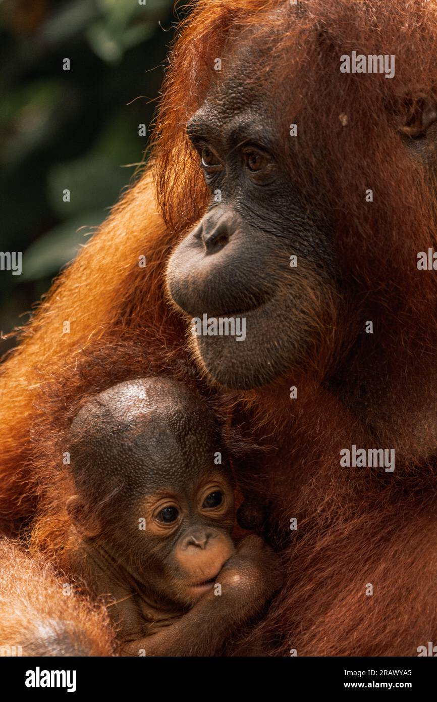 Orangutan & baby: A heartwarming bond. Their eyes meet, love evident ...