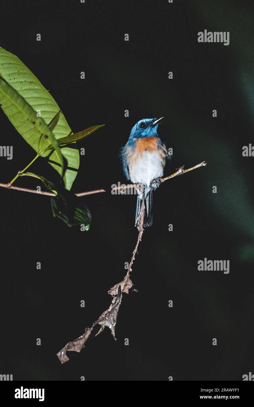 In the moonlit night, a small blue bird perches on a branch, its tiny ...